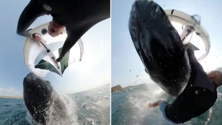 The Whale Guy : Jason Breen tells us about his wingfoil encounter with ...